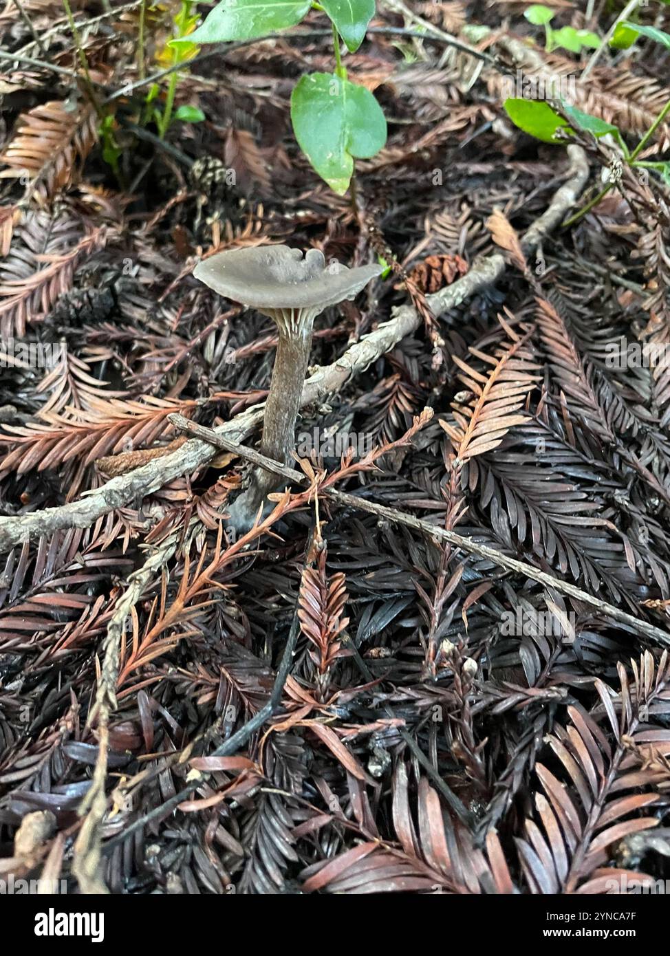 The Goblet (Pseudoclitocybe cyathiformis Stock Photo - Alamy