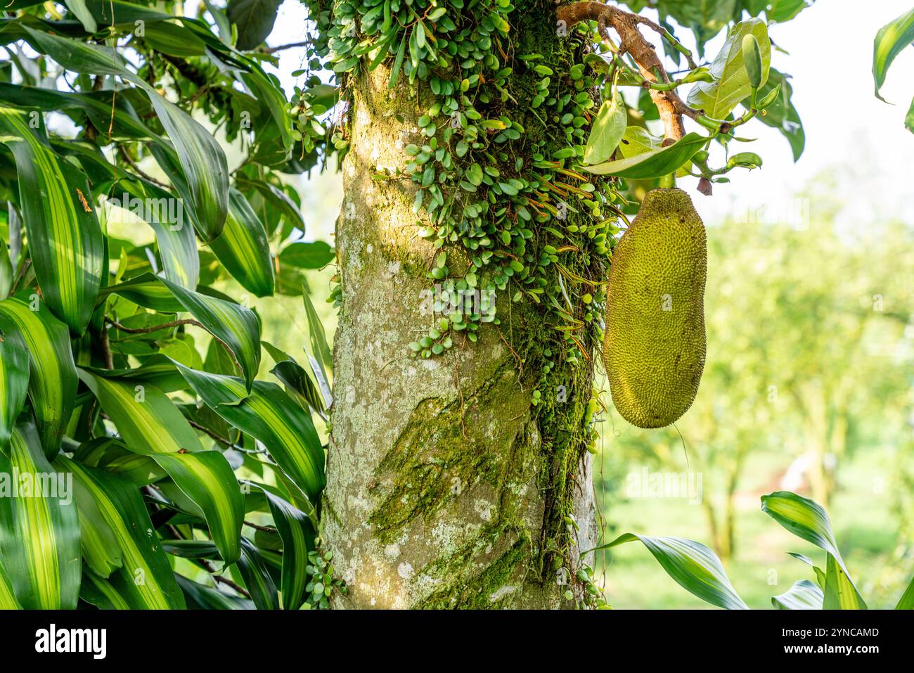 Jackfruit trees belong to the Moraceae tribe, the scientific name is ...
