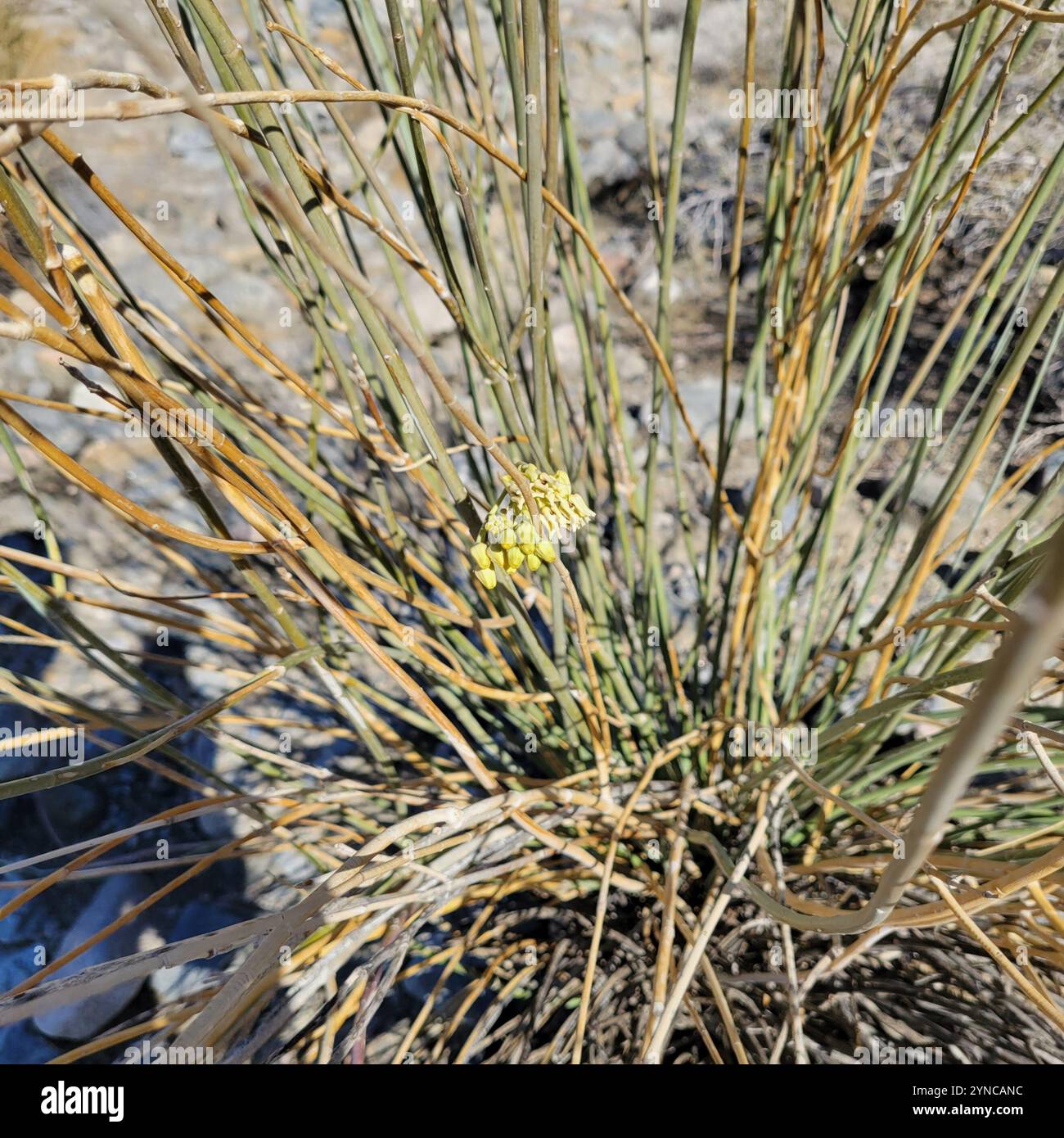 rush milkweed (Asclepias subulata Stock Photo - Alamy