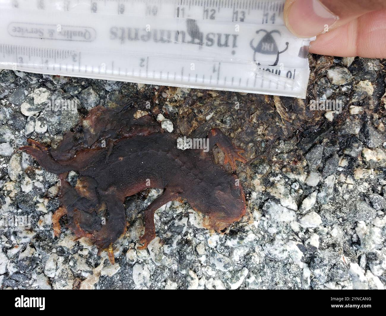 Pacific Newts (Taricha Stock Photo - Alamy