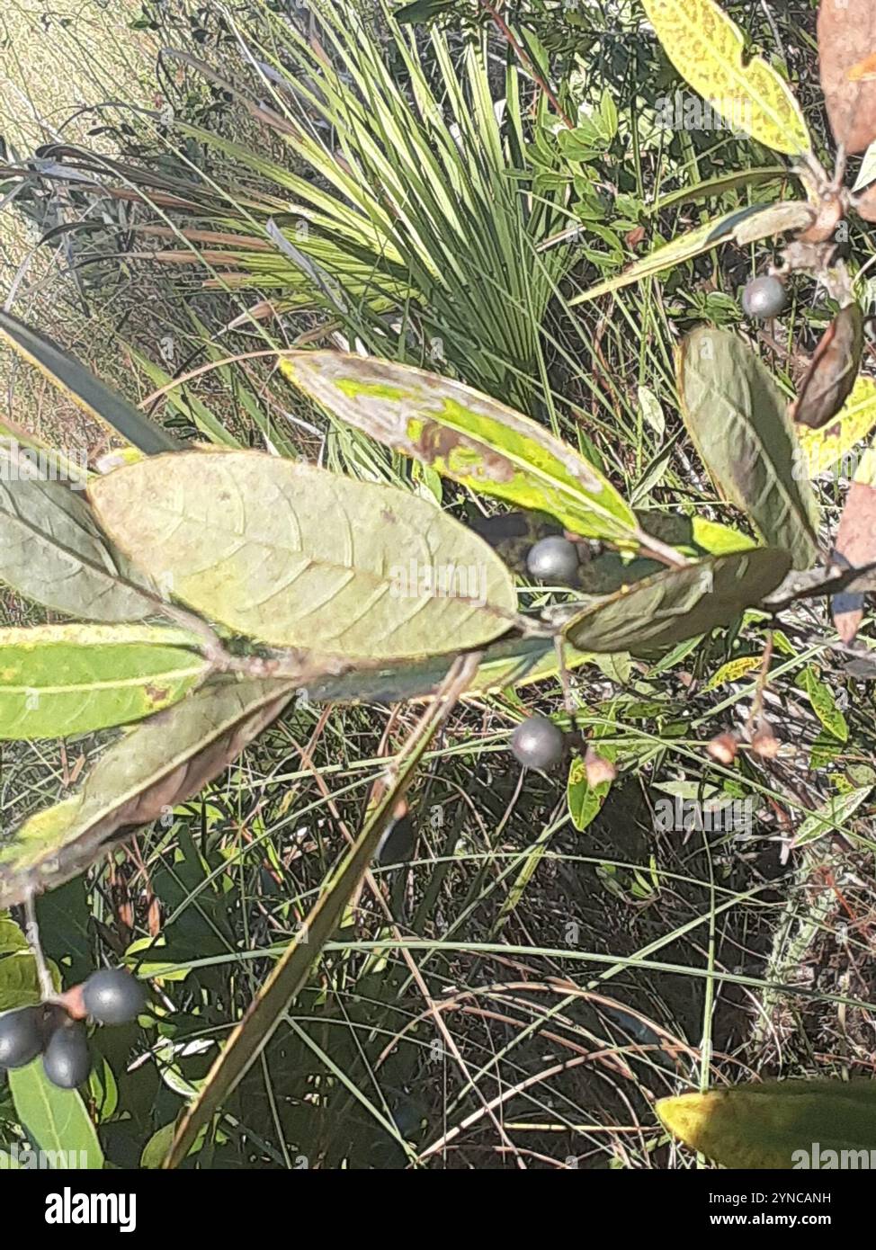 Swamp Bay (Persea palustris Stock Photo - Alamy