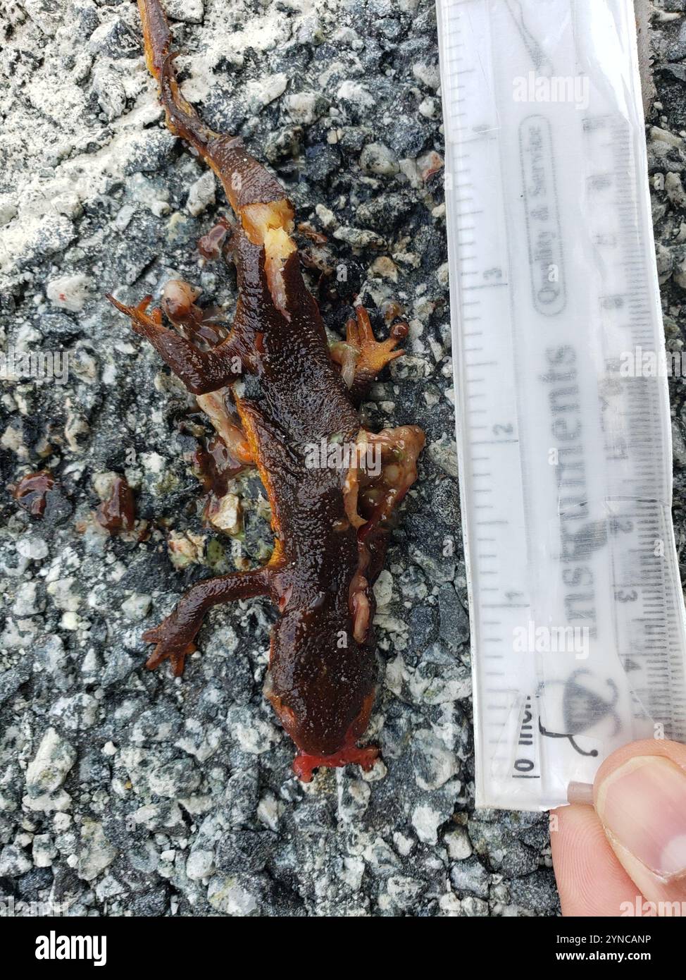 Pacific Newts (Taricha Stock Photo - Alamy