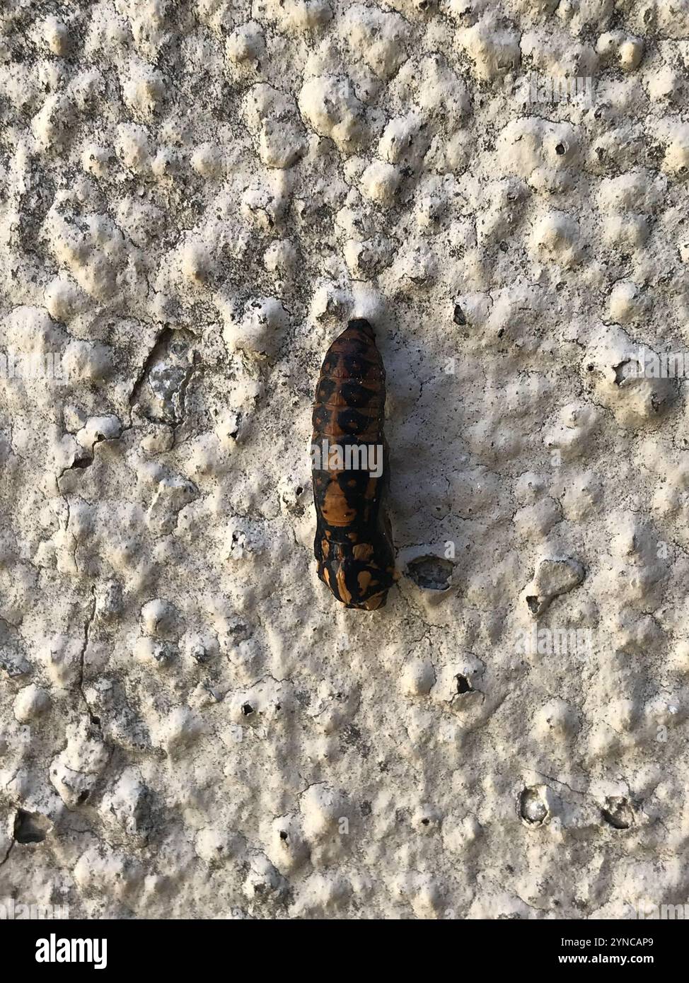 Garden Acraea (Acraea horta Stock Photo - Alamy