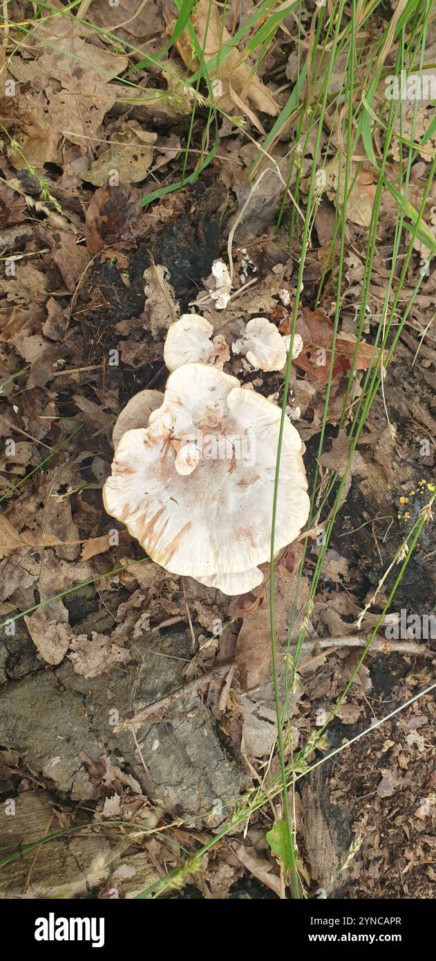 Blushing Rosette (Abortiporus biennis Stock Photo - Alamy