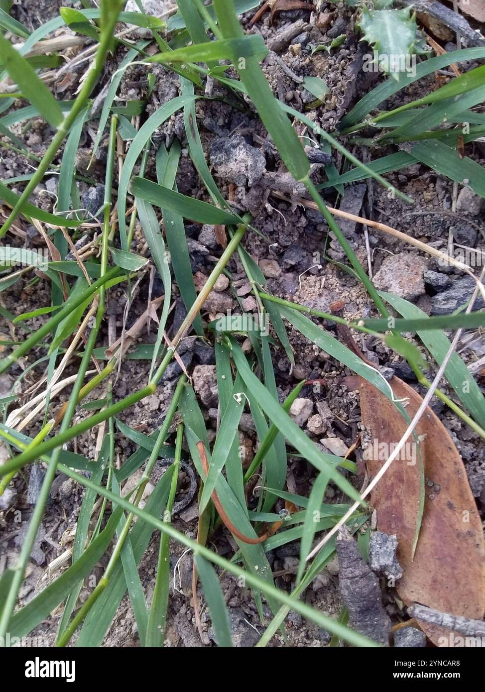 Weeping-grass (Microlaena stipoides Stock Photo - Alamy