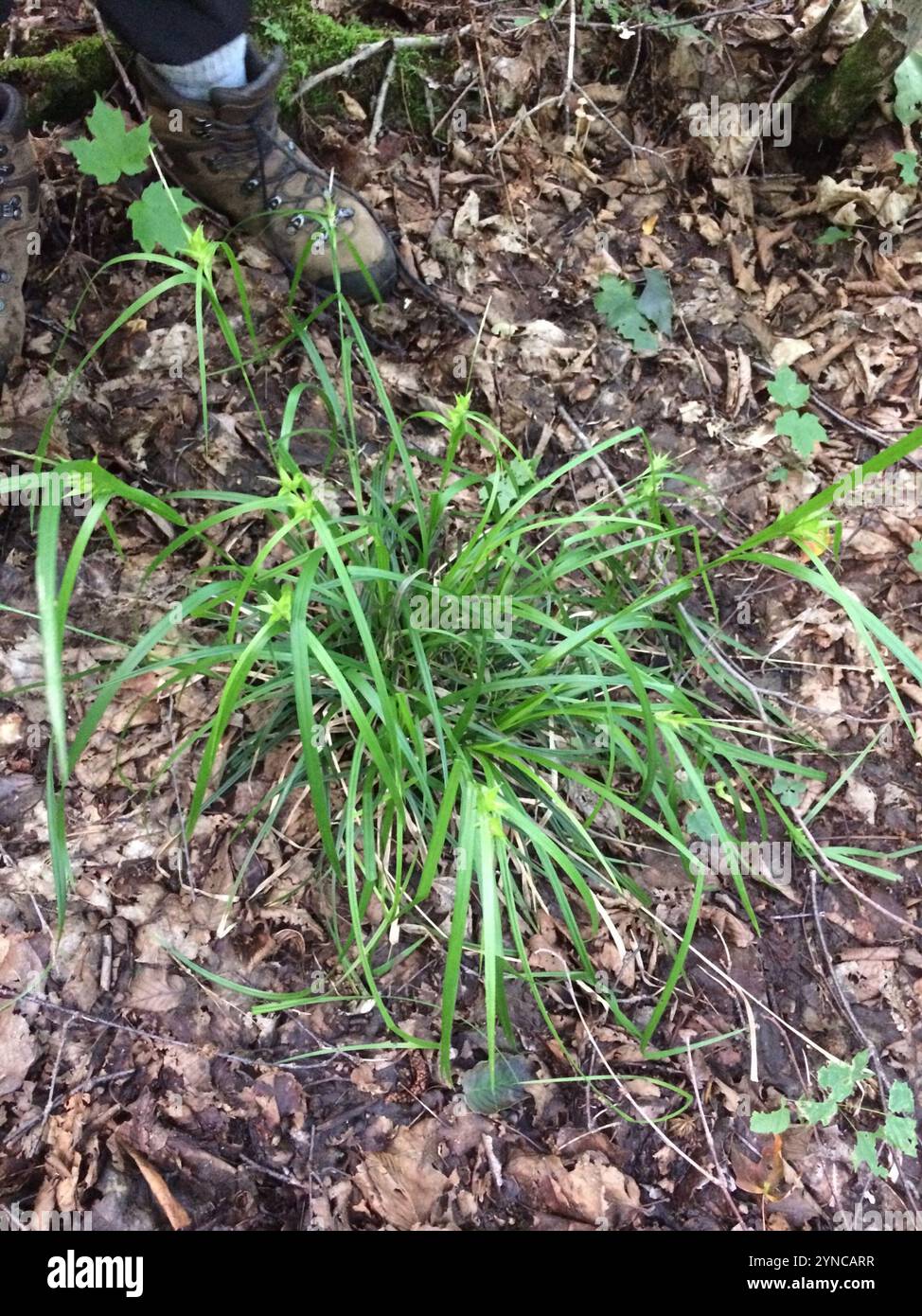 bladder sedge (Carex intumescens Stock Photo - Alamy