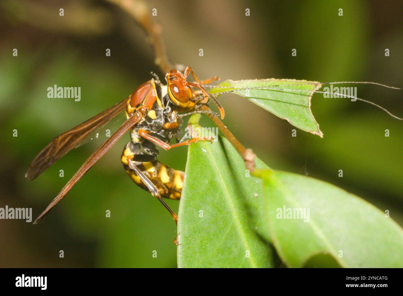 Variegated Paper Wasp (Polistes versicolor Stock Photo - Alamy