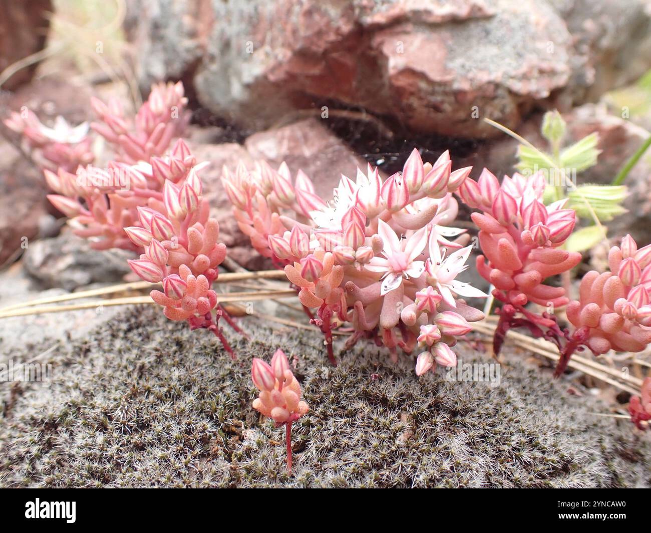Reddish Stonecrop (Sedum rubens Stock Photo - Alamy