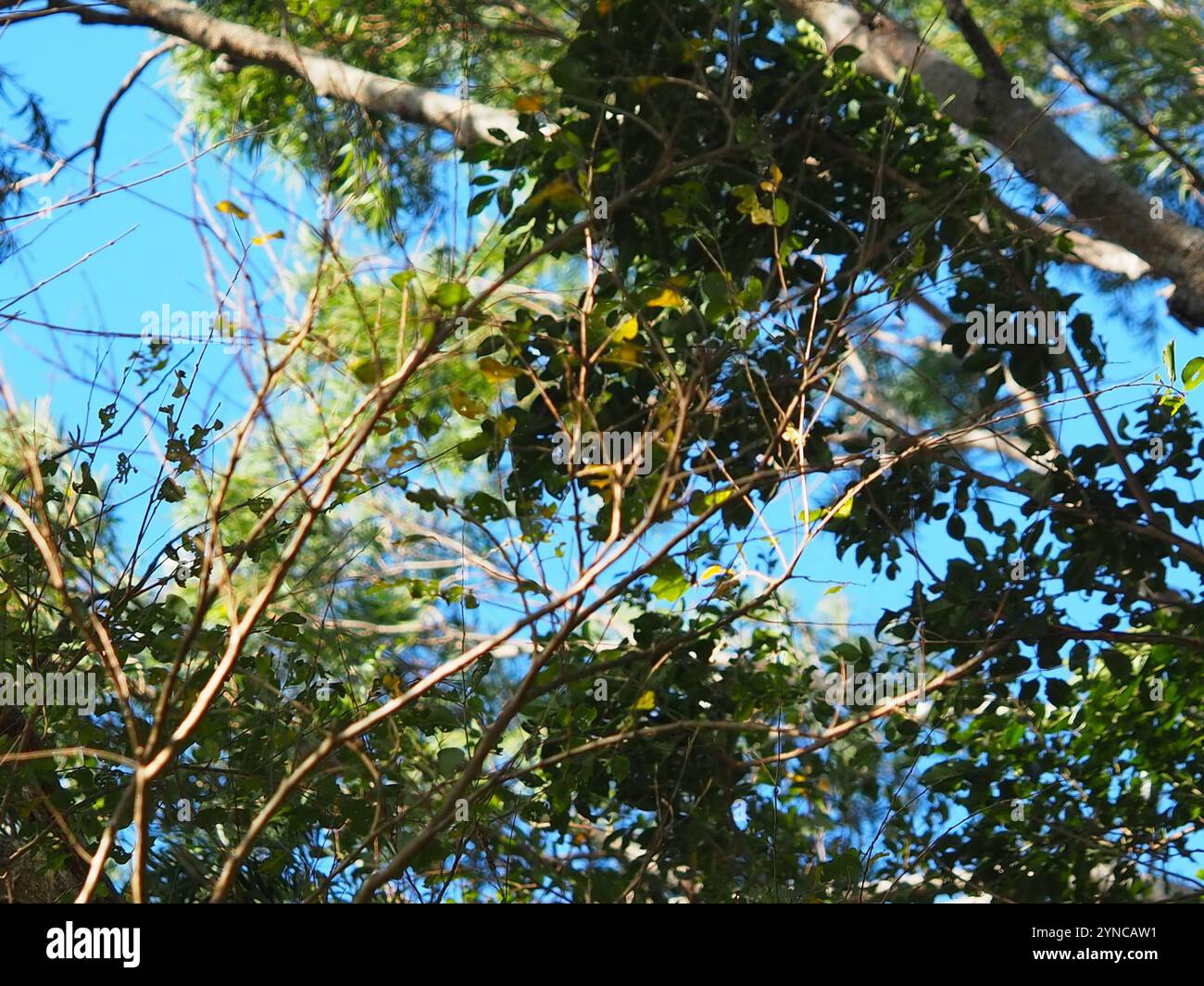 Subcostate Crape Myrtle (Lagerstroemia subcostata Stock Photo - Alamy