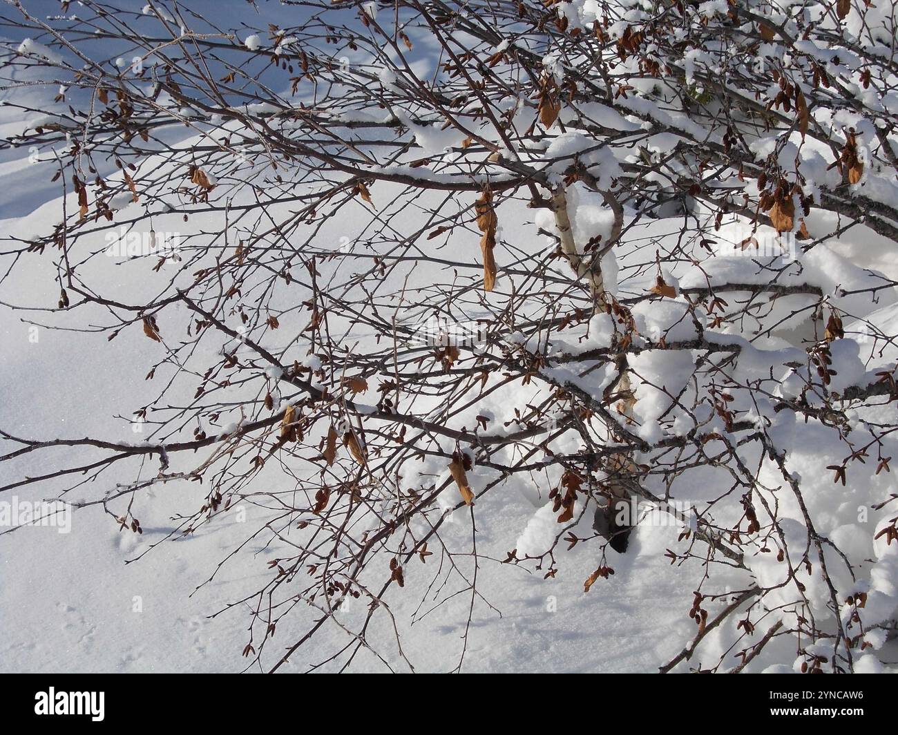 siberian alder (Alnus alnobetula fruticosa Stock Photo - Alamy