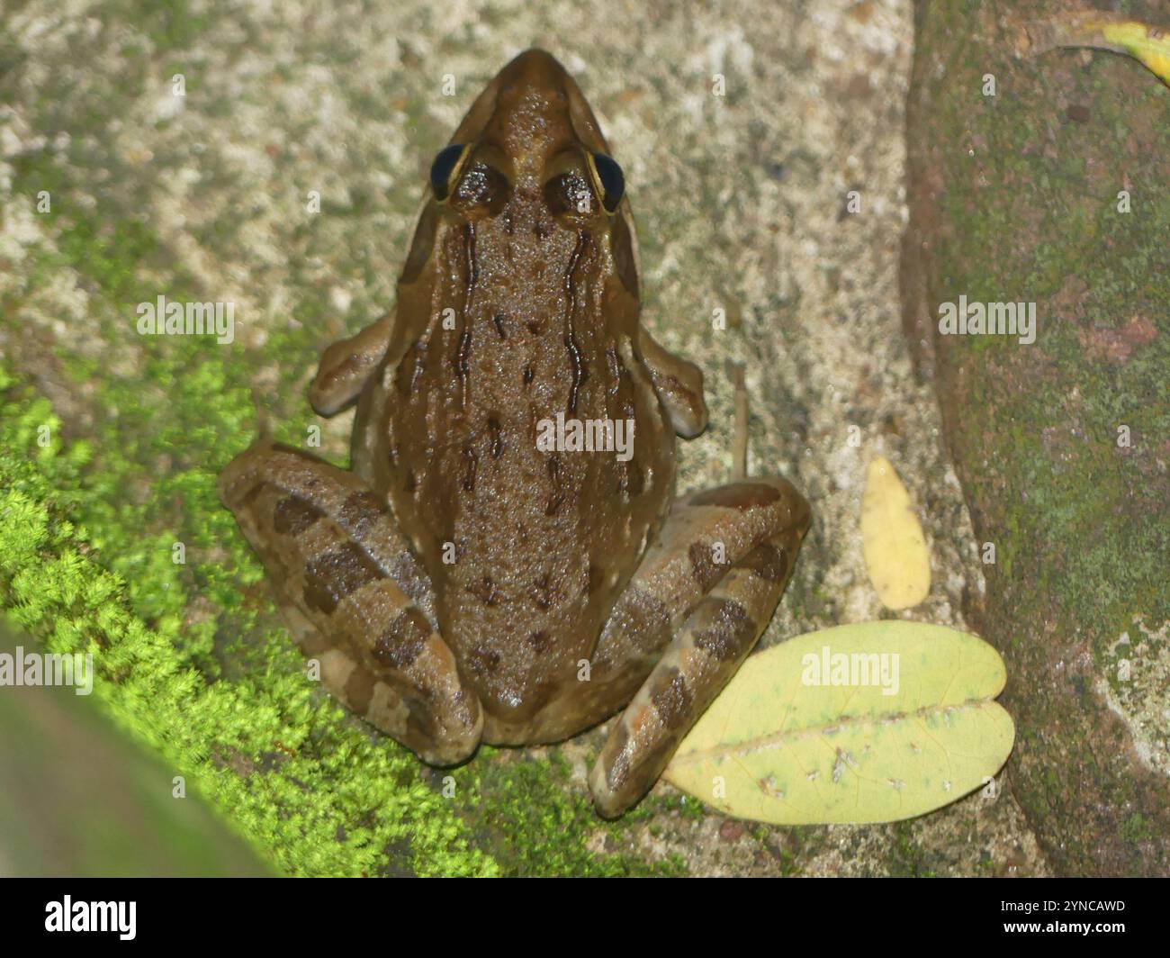 Common River Frog (Amietia delalandii Stock Photo - Alamy