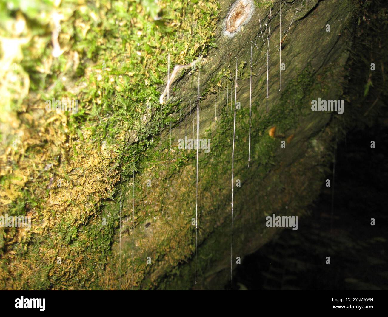 Predatory Fungus Gnats (Keroplatidae Stock Photo - Alamy