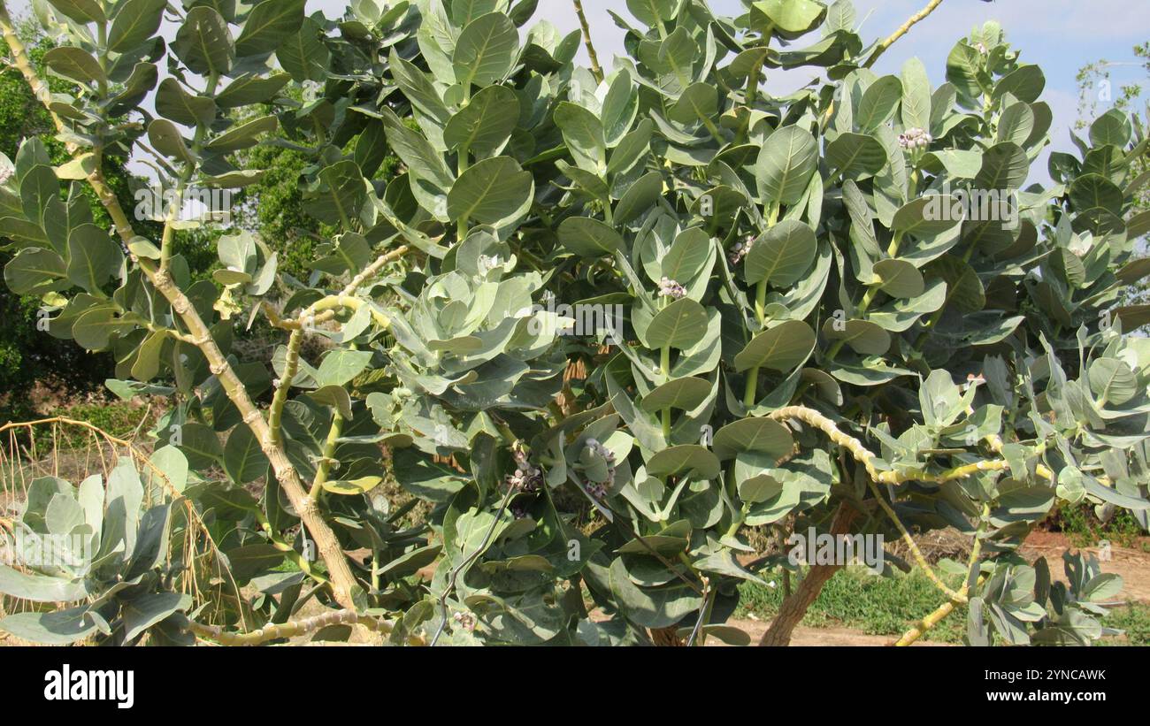 giant milkweed (Calotropis procera Stock Photo - Alamy
