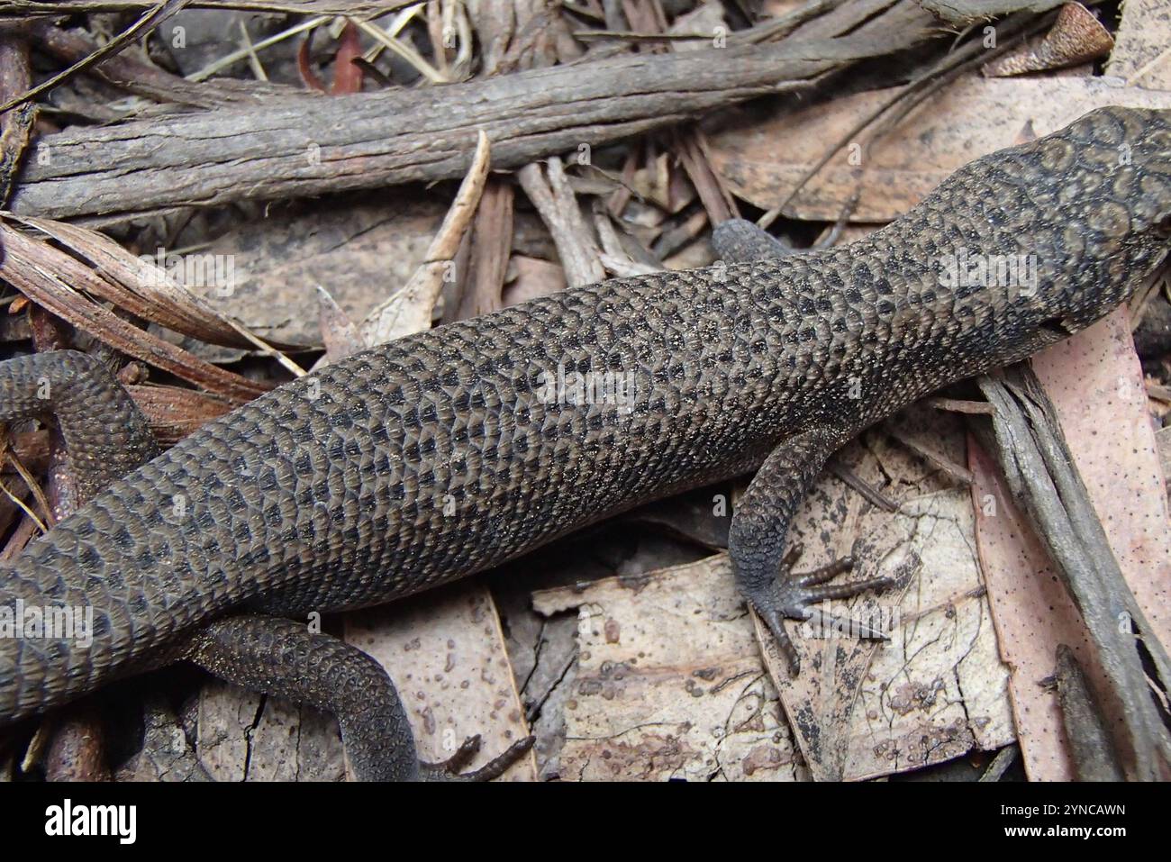 Black Rock Skink (Egernia saxatilis Stock Photo - Alamy
