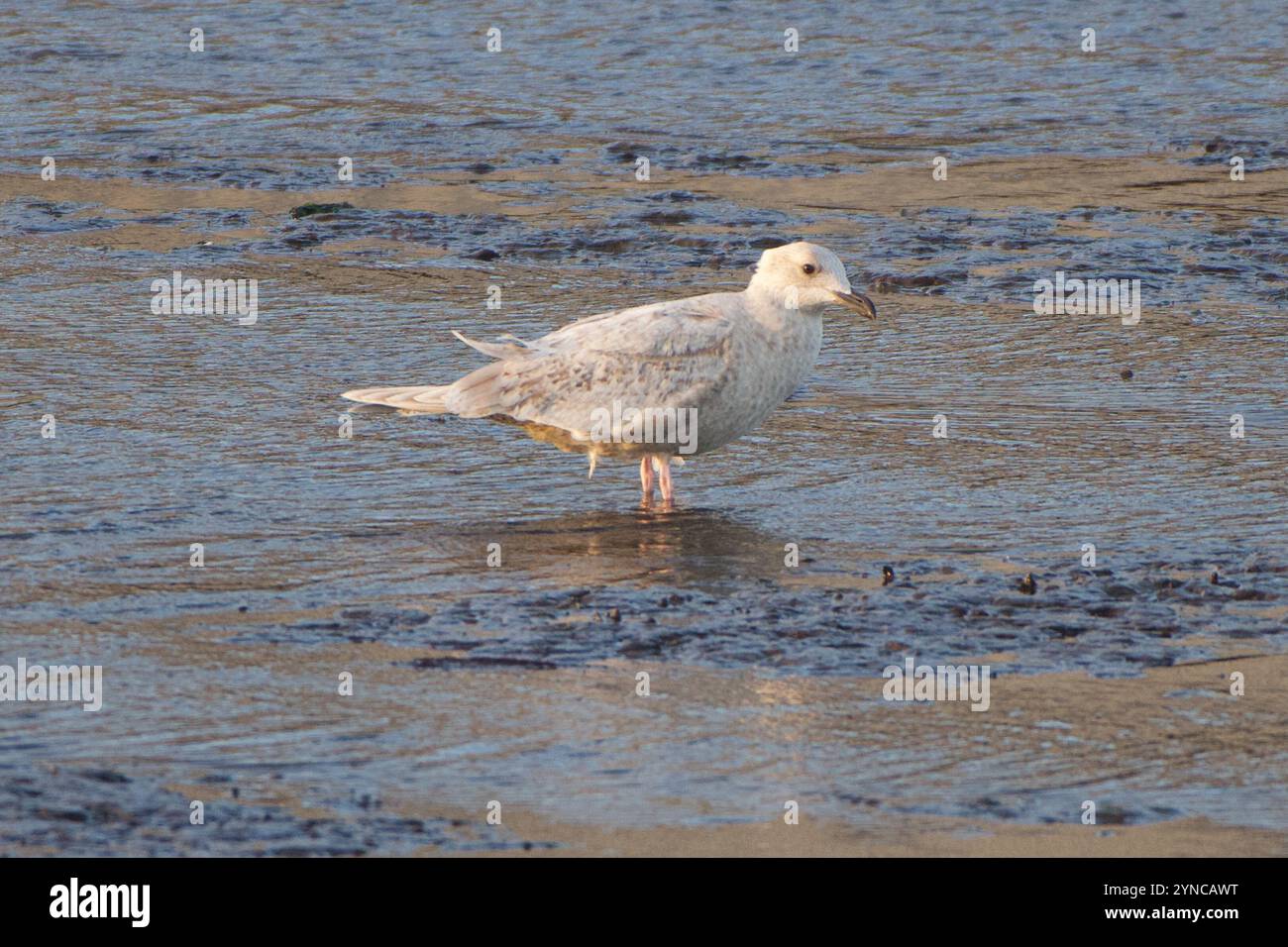 Larus glaucoides thayeri hi-res stock photography and images - Alamy