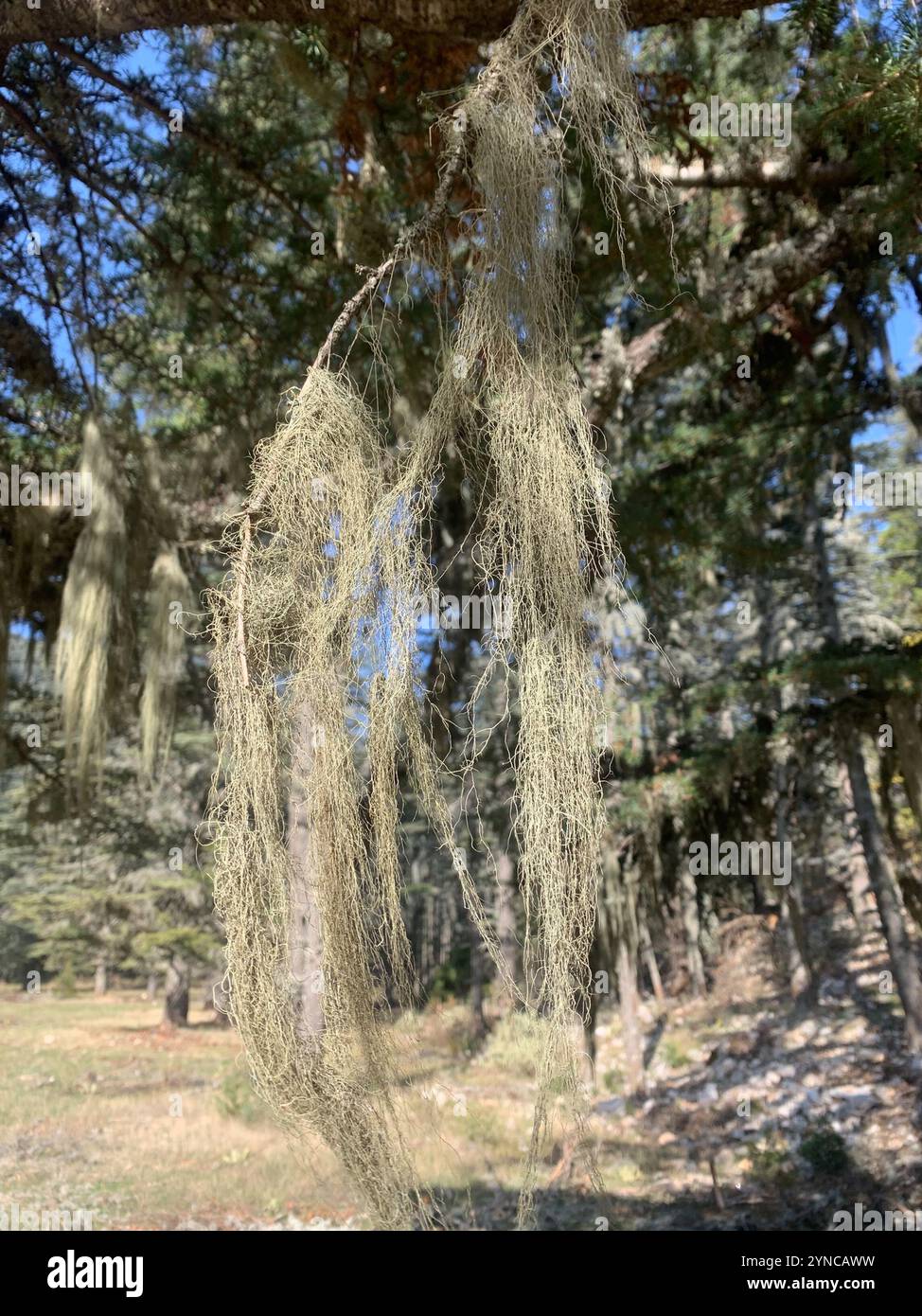 Fishbone beard lichen hi-res stock photography and images - Alamy