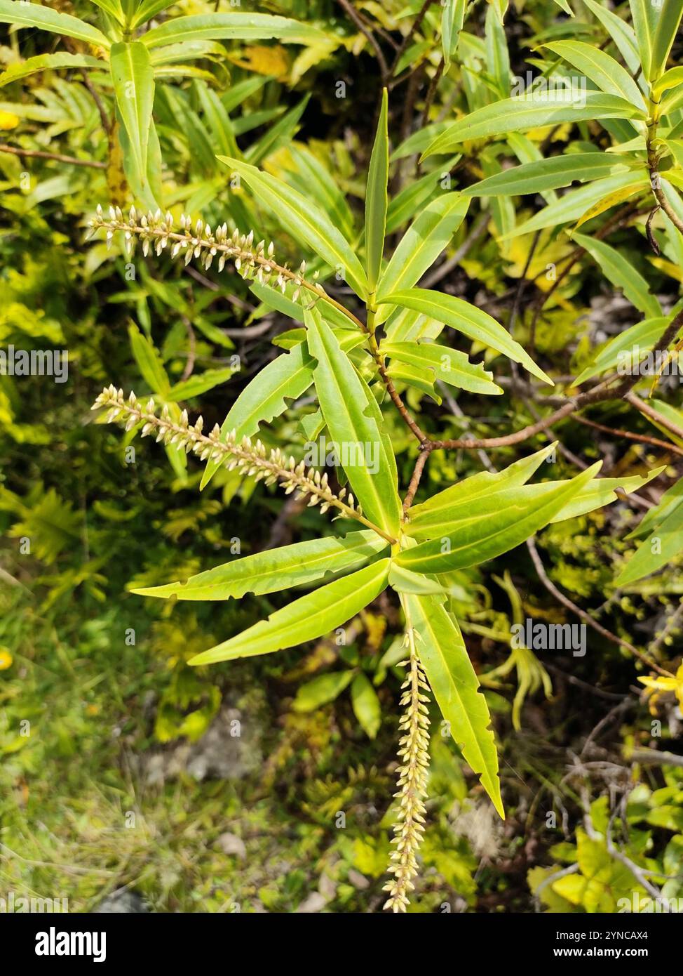koromiko (Veronica salicifolia Stock Photo - Alamy