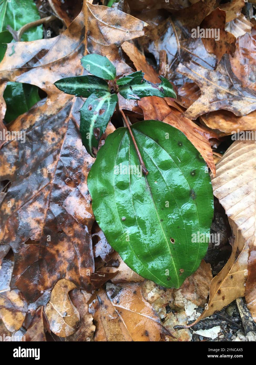 crane-fly orchid (Tipularia discolor Stock Photo - Alamy