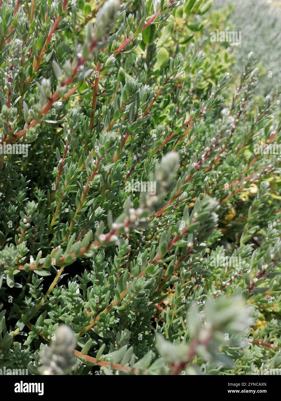 Beach Soutbos (Chenolea diffusa Stock Photo - Alamy