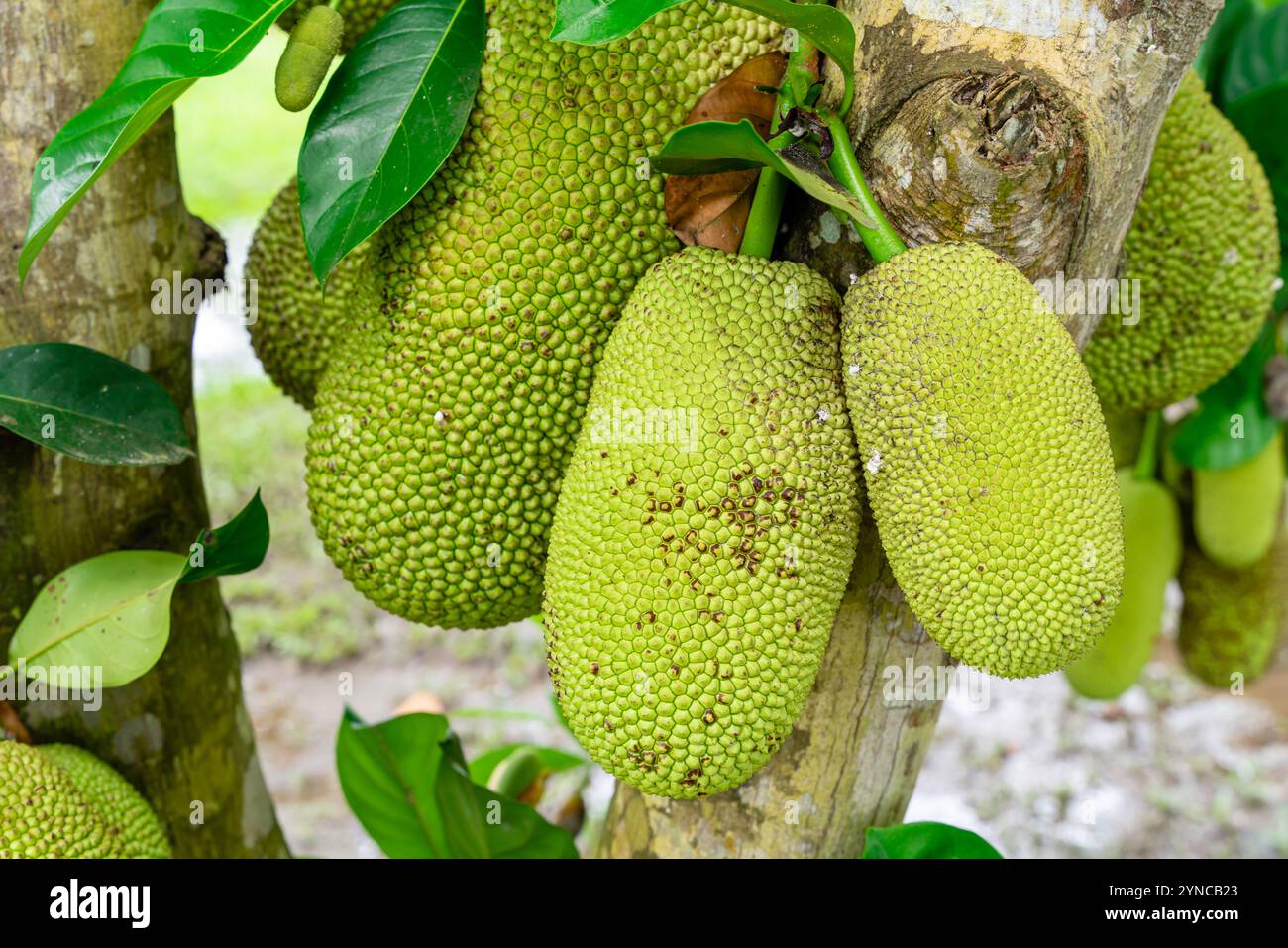 Jackfruit or Pohon Nangka is the name of a kind of tree, as well as ...