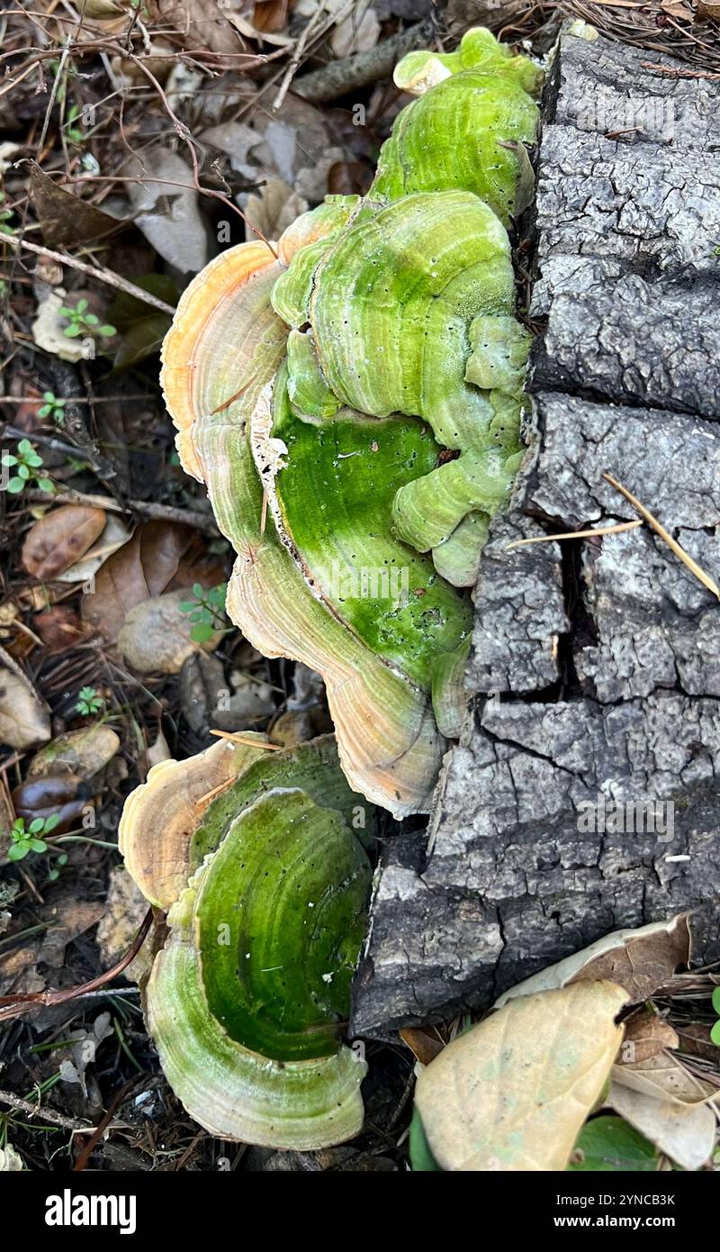 Gilled Polypore (Trametes betulina Stock Photo - Alamy