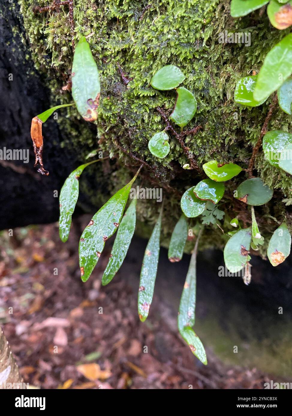 Rock Felt Fern (Pyrrosia rupestris Stock Photo - Alamy