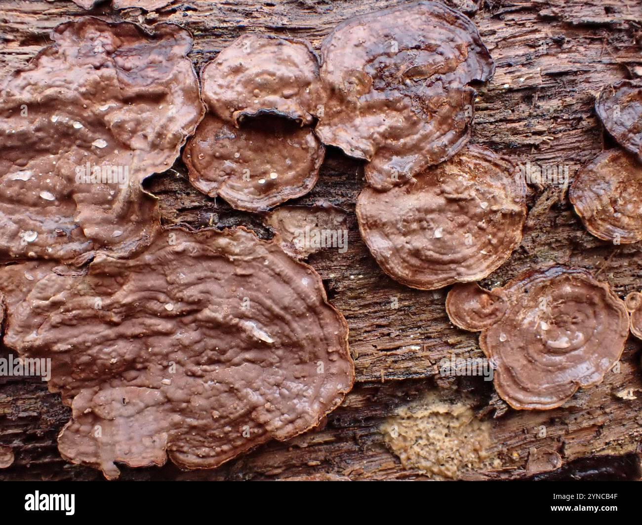 Oak Curtain Crust Fungus (Hymenochaete rubiginosa Stock Photo - Alamy