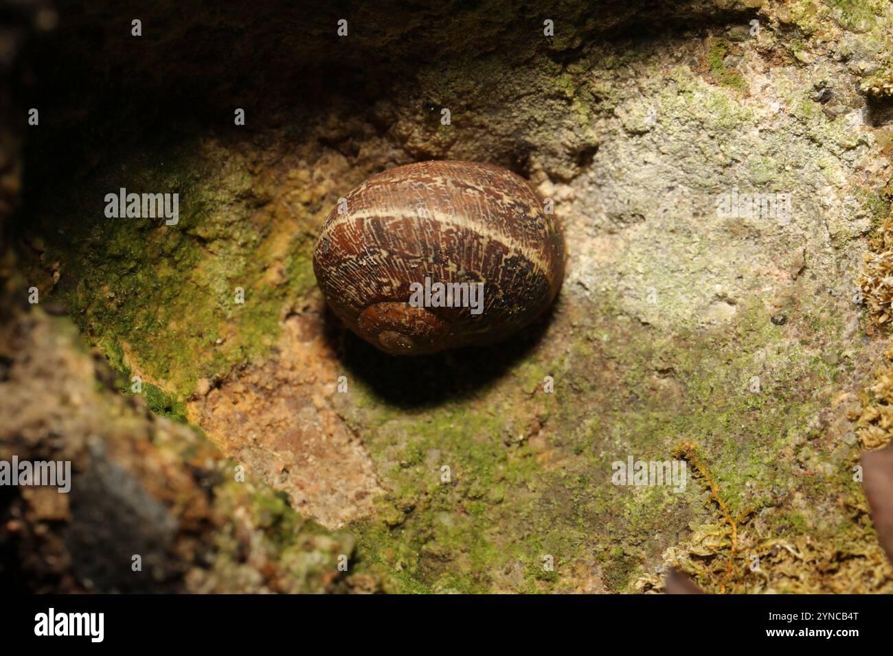 Garden Snail (Cornu aspersum Stock Photo - Alamy