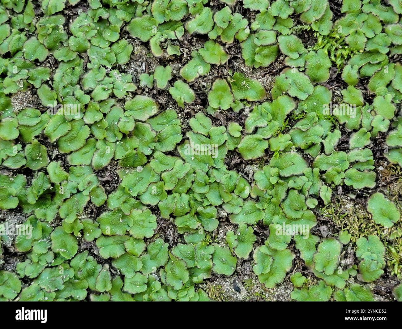 Starworts hi-res stock photography and images - Alamy