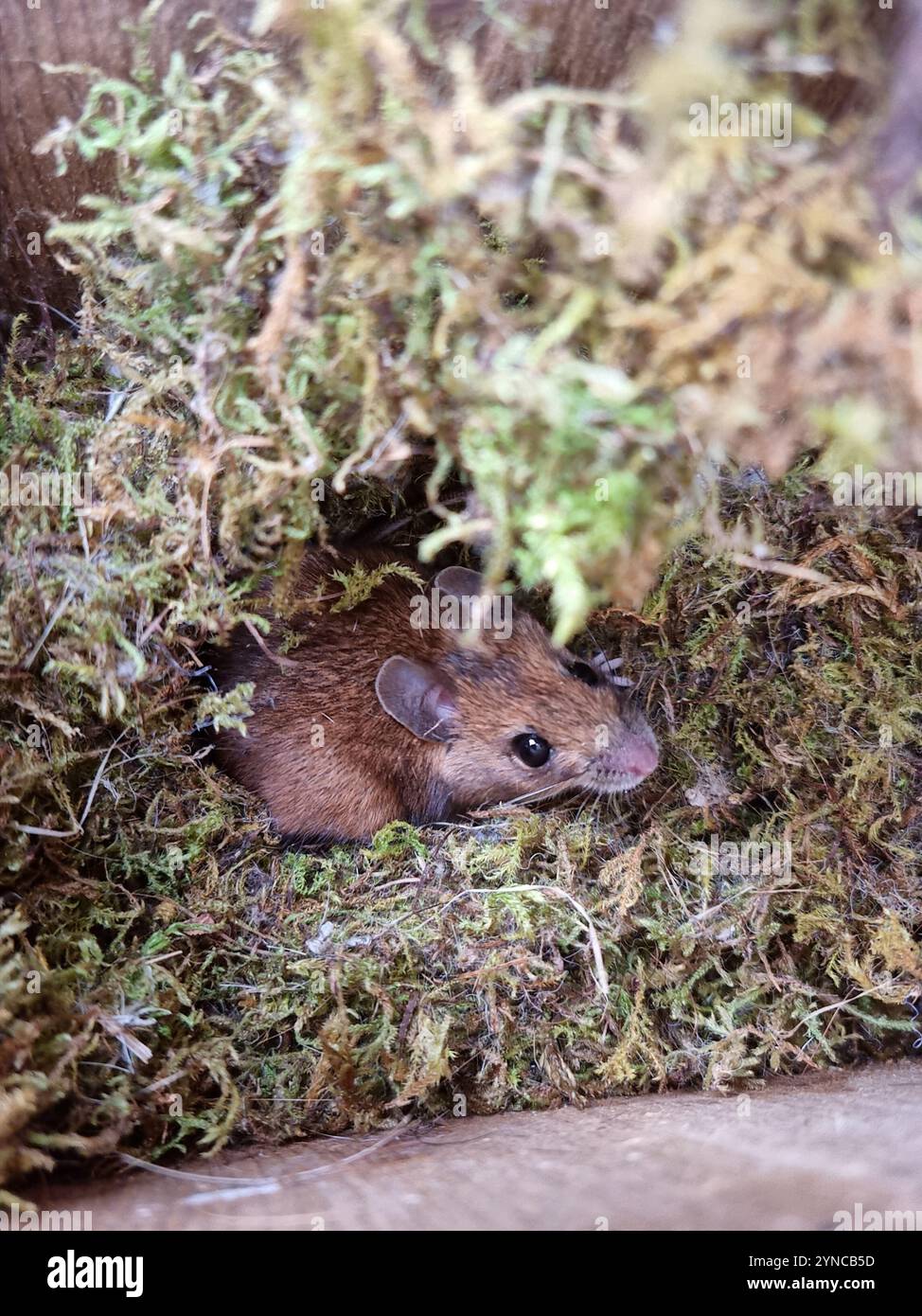 European Wood Mouse (Apodemus sylvaticus Stock Photo - Alamy