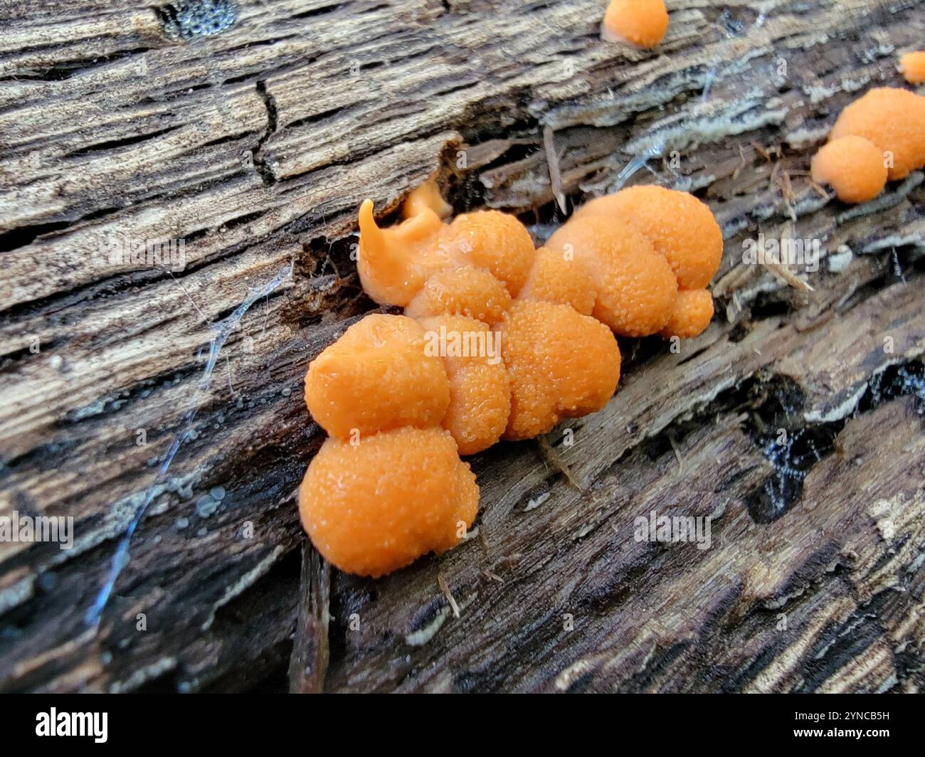 Wolf's Milk (Lycogala epidendrum Stock Photo - Alamy