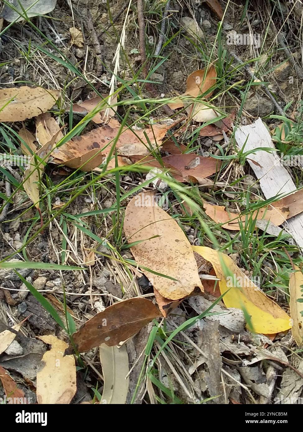 Weeping-grass (Microlaena stipoides Stock Photo - Alamy