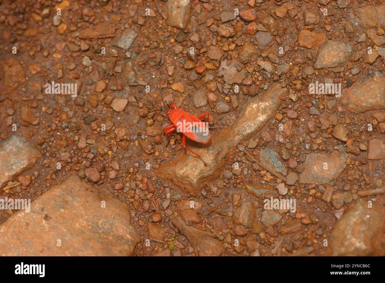 Red Bugs (Pyrrhocoridae Stock Photo - Alamy