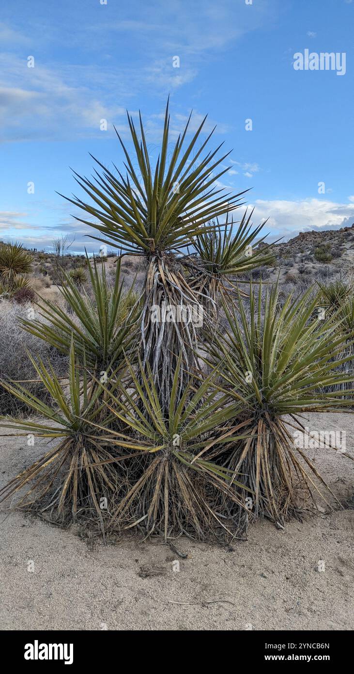 Mojave Yucca (Yucca schidigera Stock Photo - Alamy