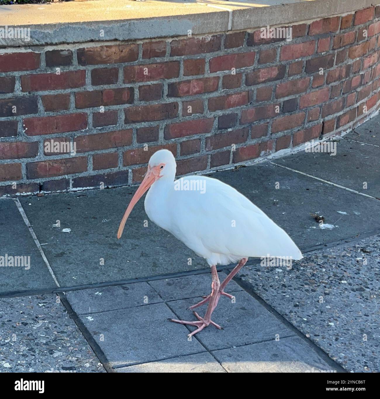 White Ibis (Eudocimus albus Stock Photo - Alamy