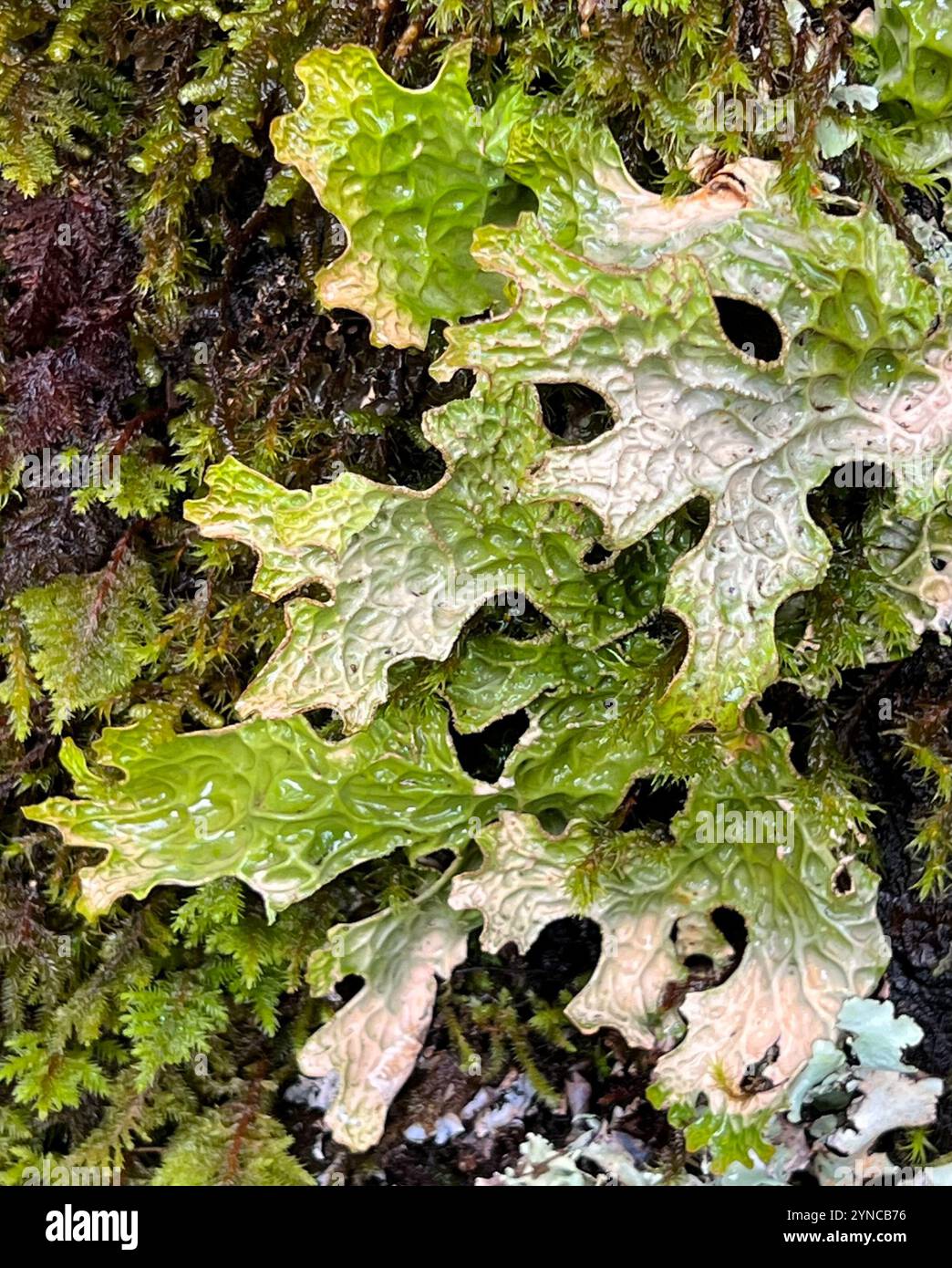 Tree Lungwort (Lobaria pulmonaria Stock Photo - Alamy