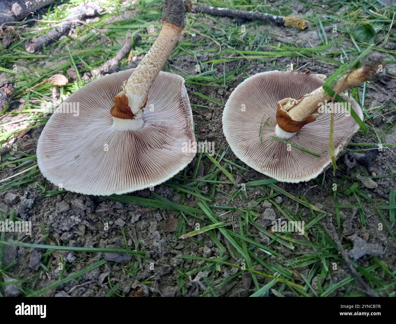 Tawaka (Cyclocybe parasitica Stock Photo - Alamy