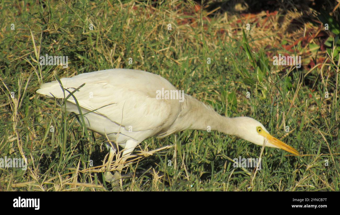 Western Cattle-Egret (Ardea ibis Stock Photo - Alamy