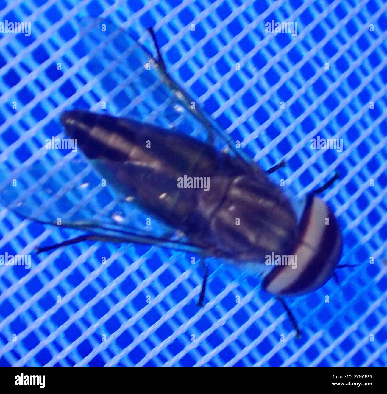 True Horse Flies (Tabanus Stock Photo - Alamy