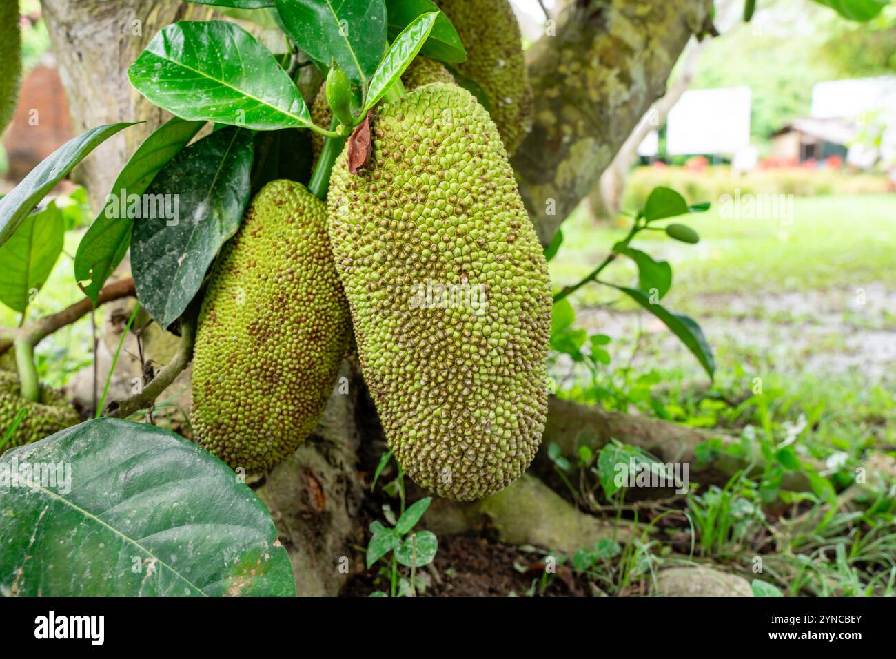 Jackfruit or Pohon Nangka is the name of a kind of tree, as well as ...
