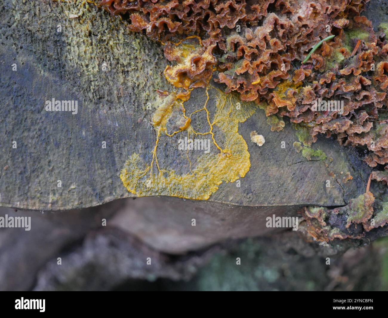 slime molds (Mycetozoa Stock Photo - Alamy