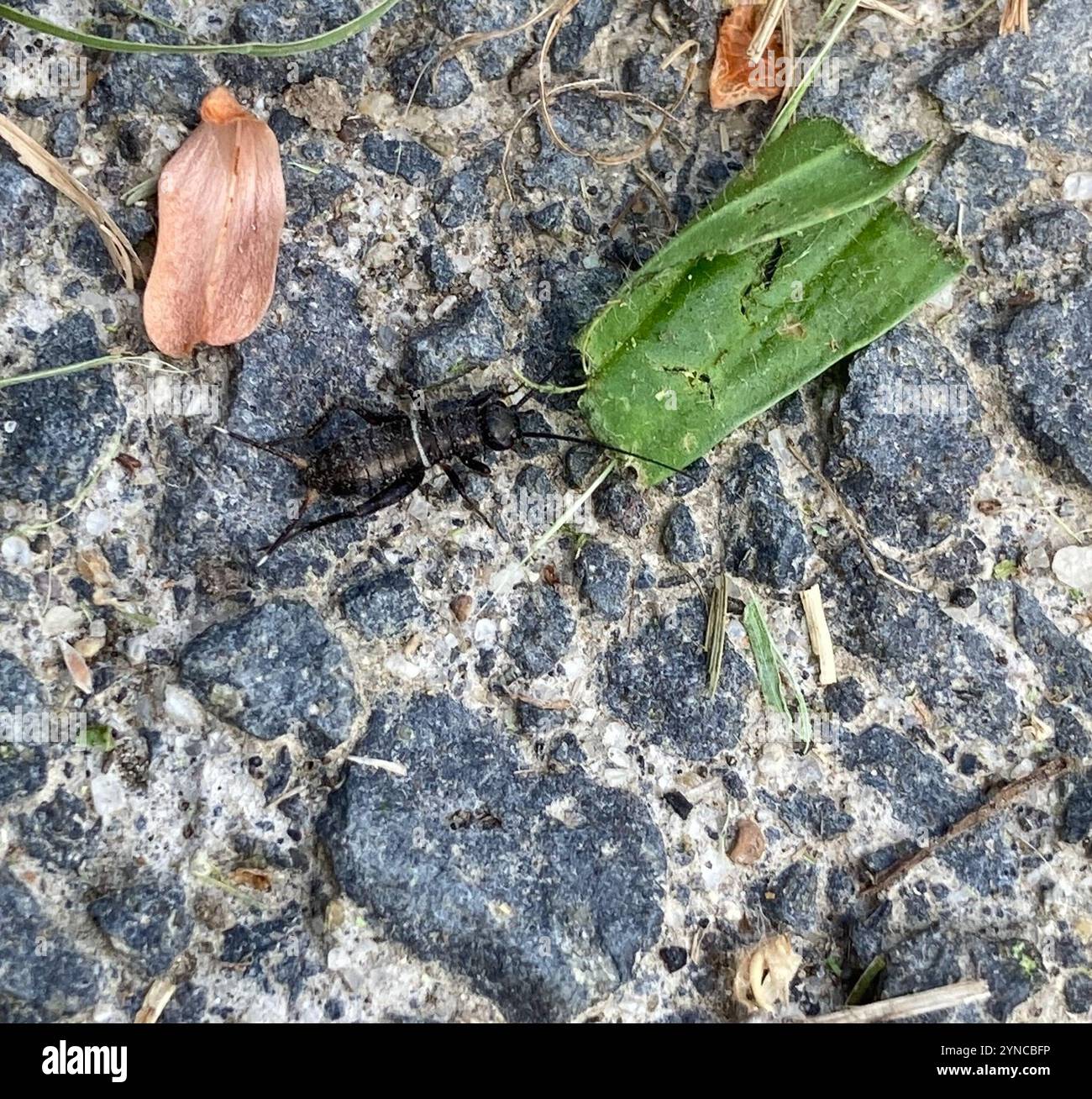 Australian Black Field Cricket (Teleogryllus commodus Stock Photo - Alamy