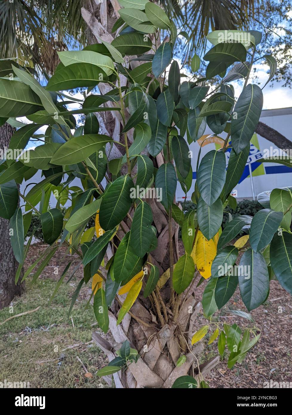 Florida Strangler Fig (Ficus aurea Stock Photo - Alamy