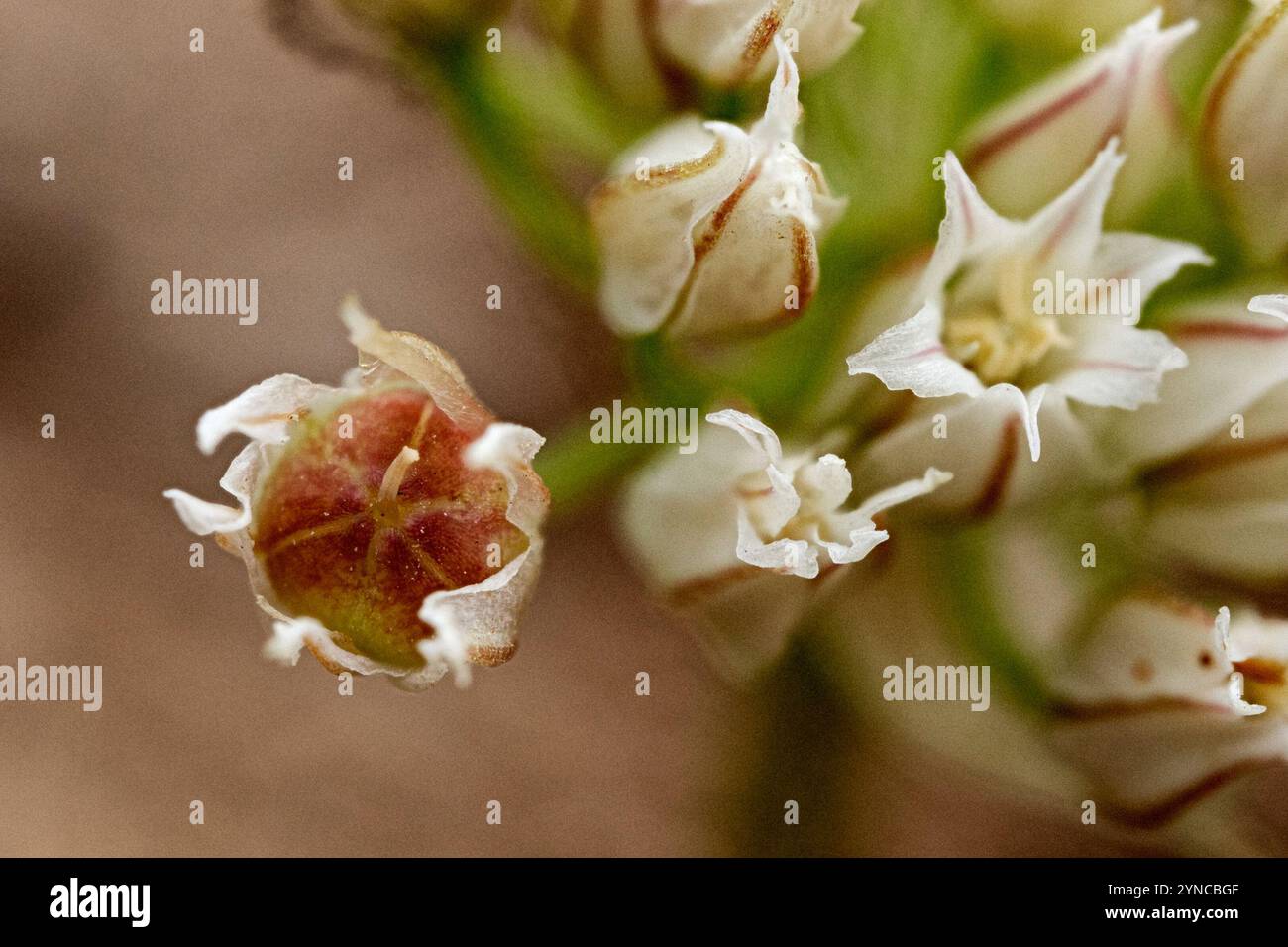 Textile onion (Allium textile Stock Photo - Alamy