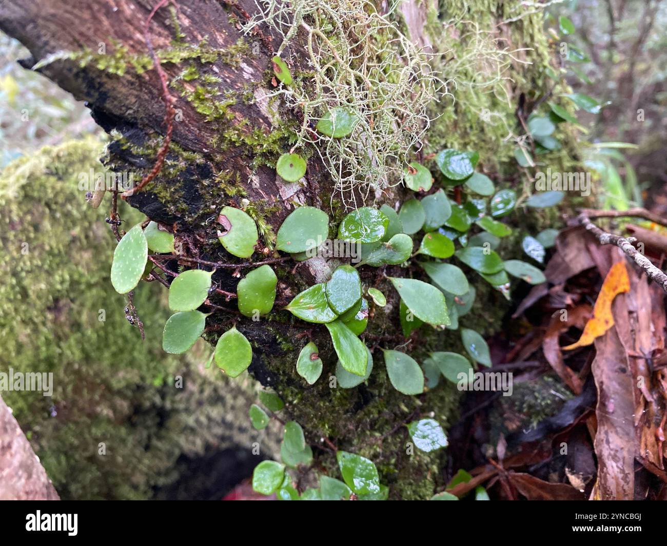 Rock Felt Fern (Pyrrosia rupestris Stock Photo - Alamy