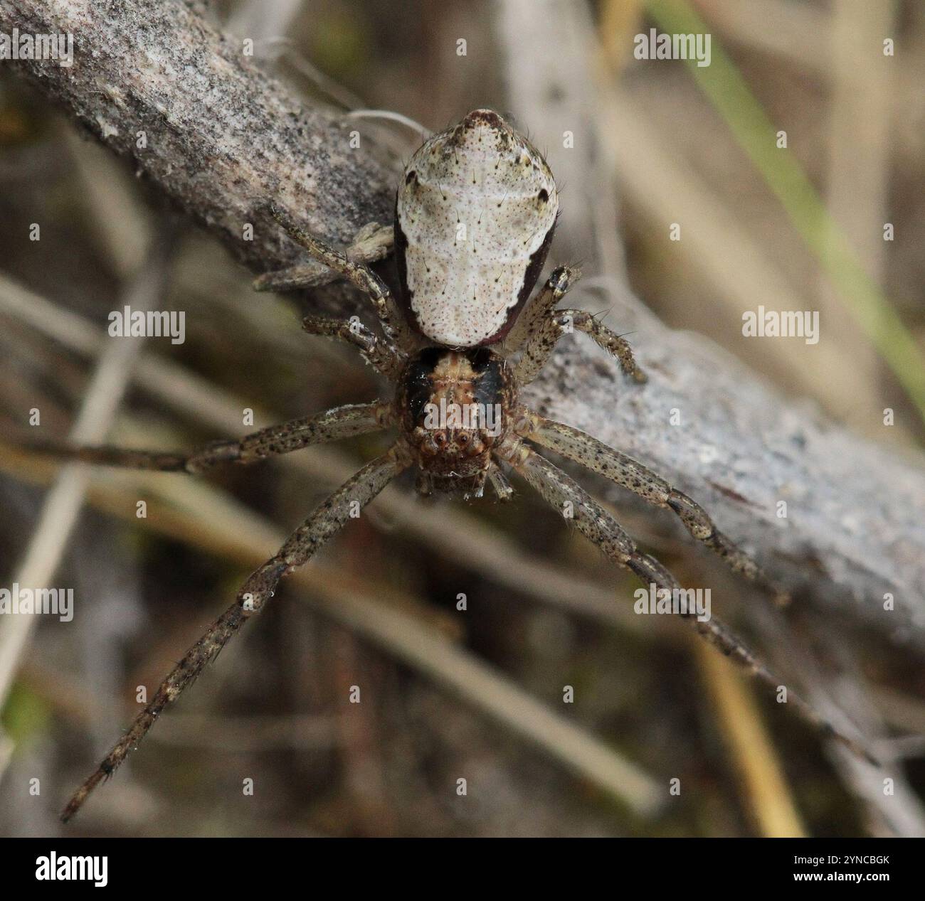 Octopus Spiders (Tmarus Stock Photo - Alamy