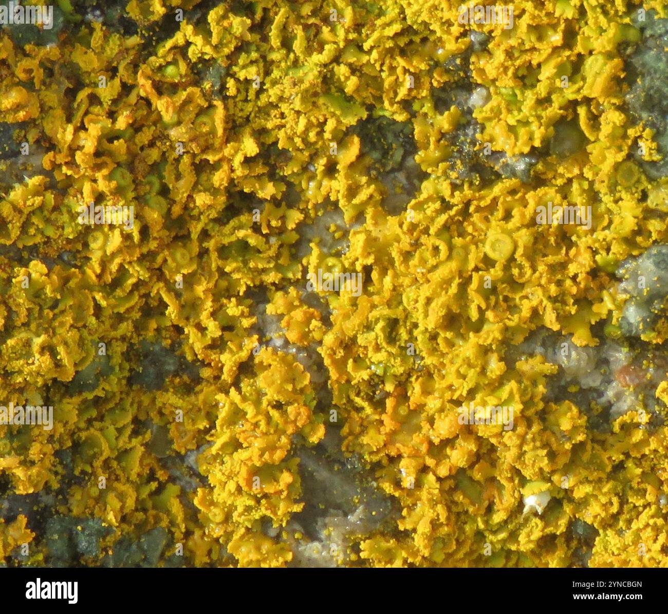 Polycauliona hi-res stock photography and images - Alamy