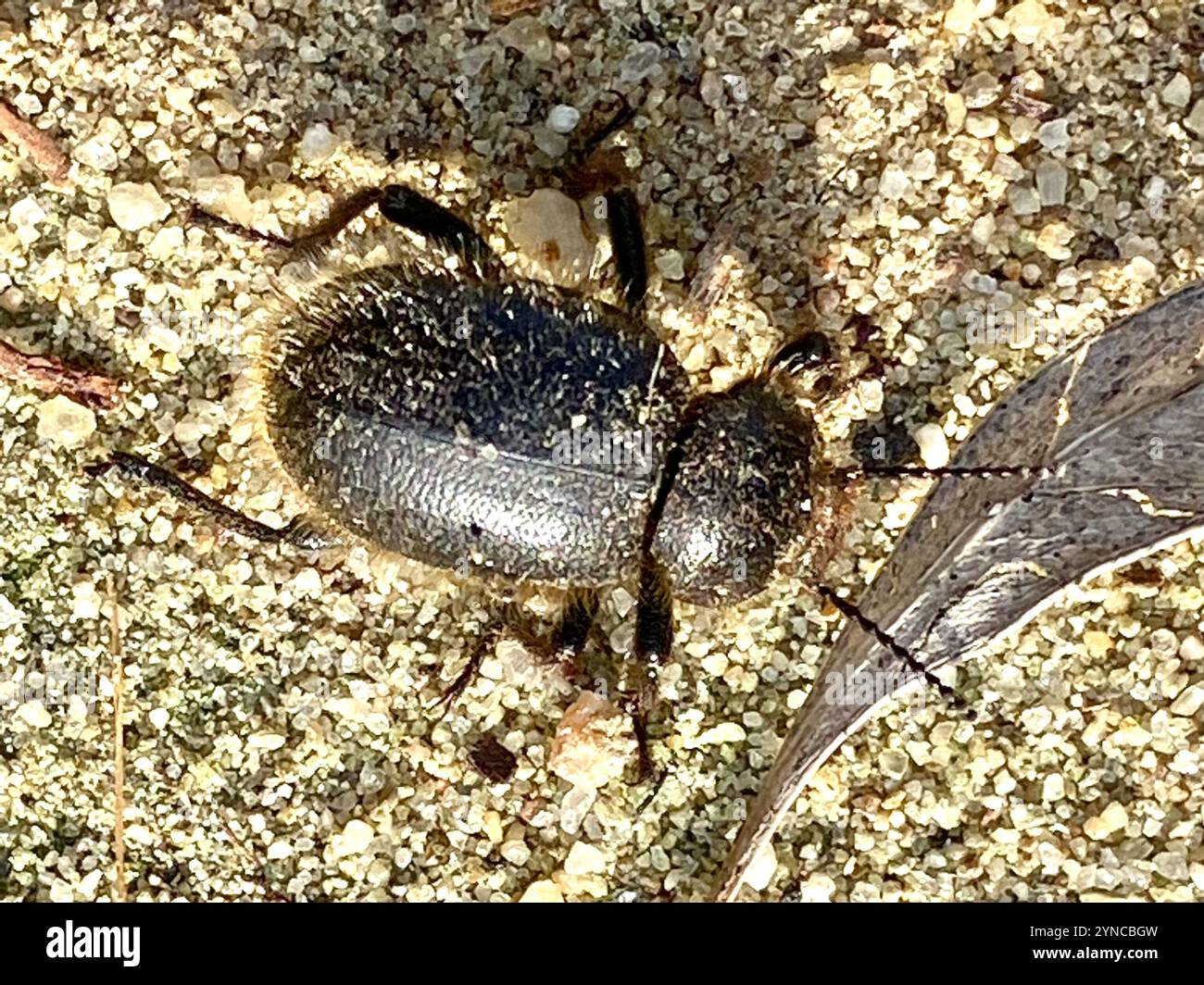 Woolly Darkling Beetle (Eleodes osculans Stock Photo - Alamy