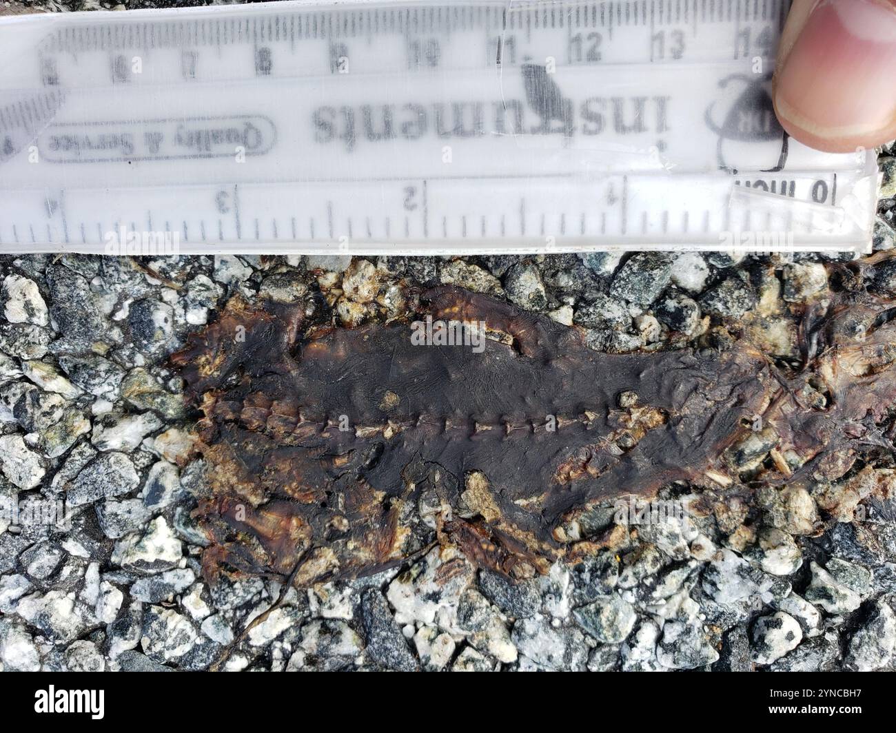 Pacific Newts (Taricha Stock Photo - Alamy