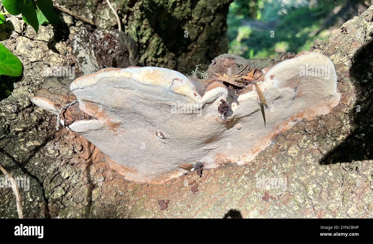 Artist's Conk (Ganoderma brownii Stock Photo - Alamy